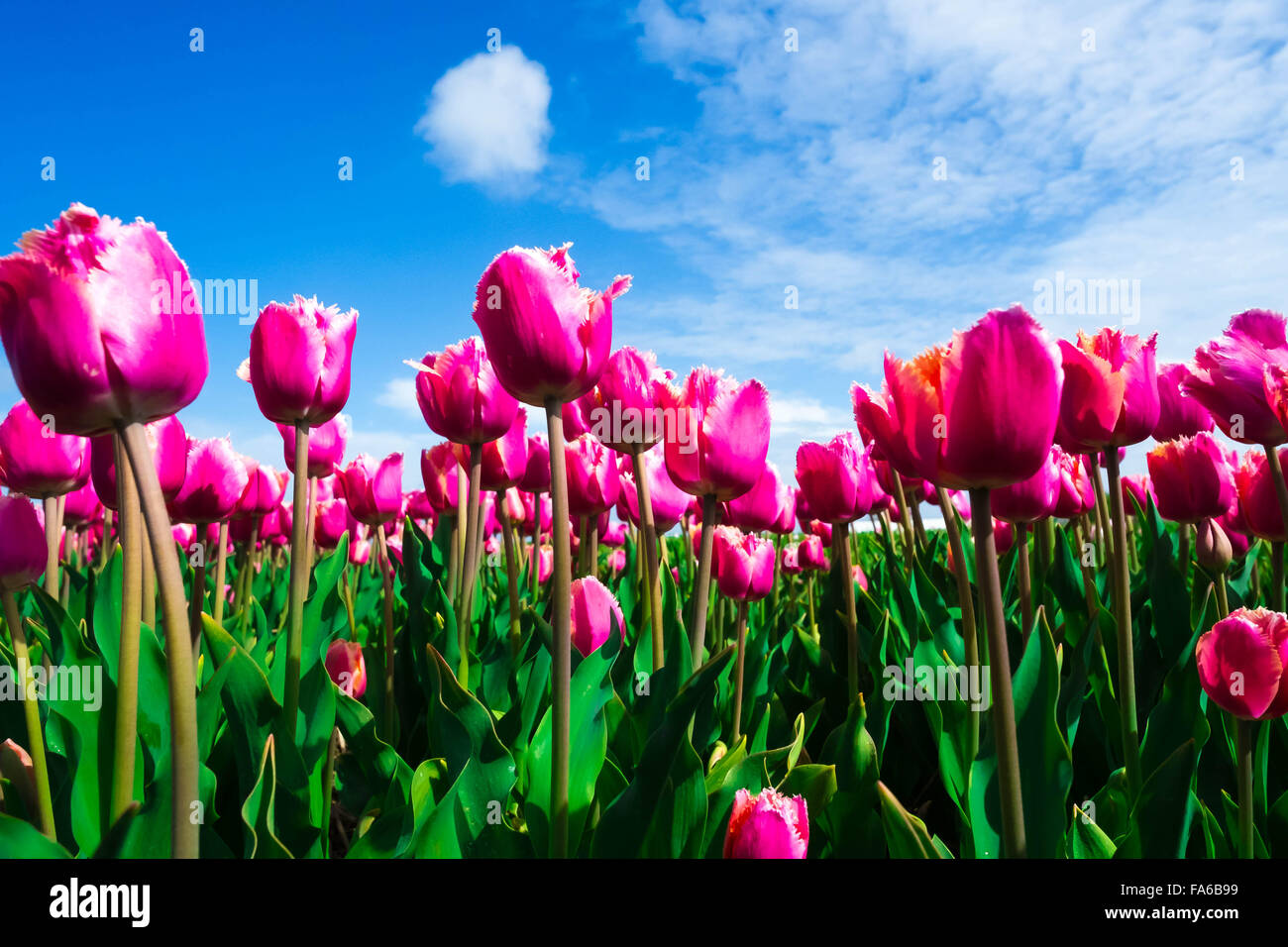 Pink Tulip field, Lisse, Netherlands Stock Photo - Alamy
