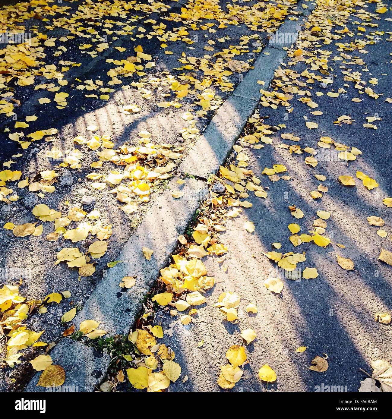 Pavement leaves hi-res stock photography and images - Alamy