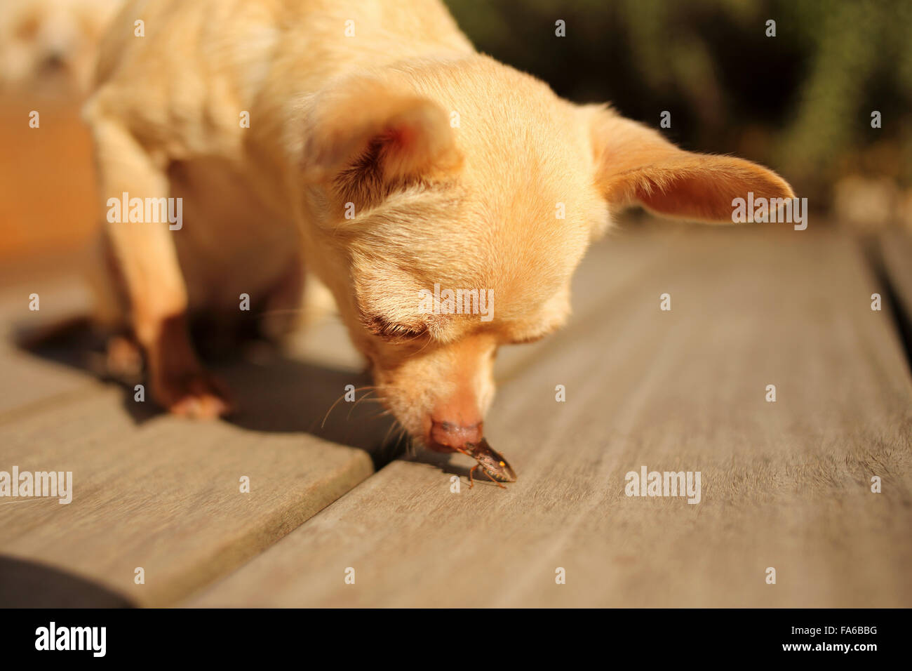 Chihuahua Dog looking at an insect Stock Photo - Alamy