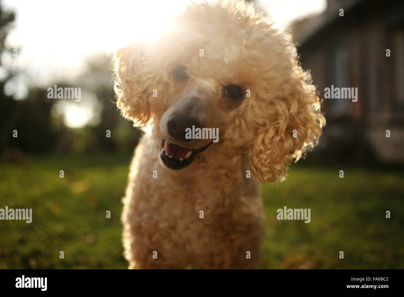 Portrait of a poodle dog smiling Stock Photo - Alamy