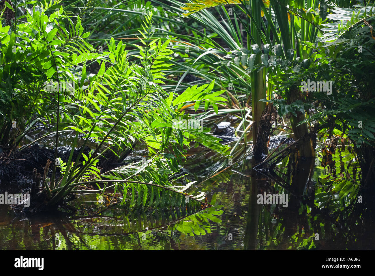 Wild tropical forest landscape with green plants growing in water Stock ...