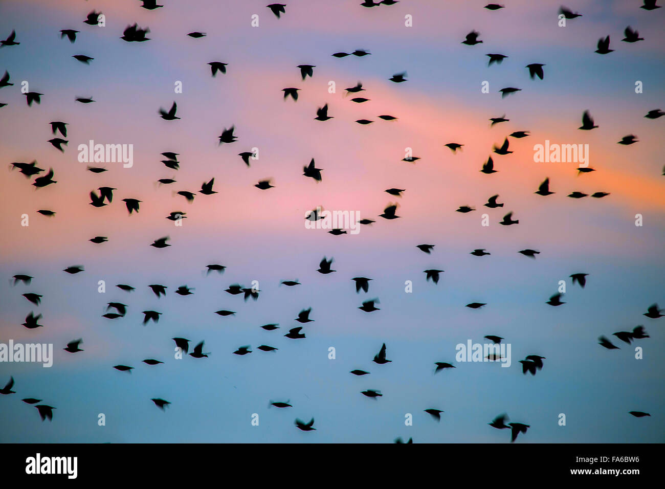 Grackles Stock Photos & Grackles Stock Images - Alamy