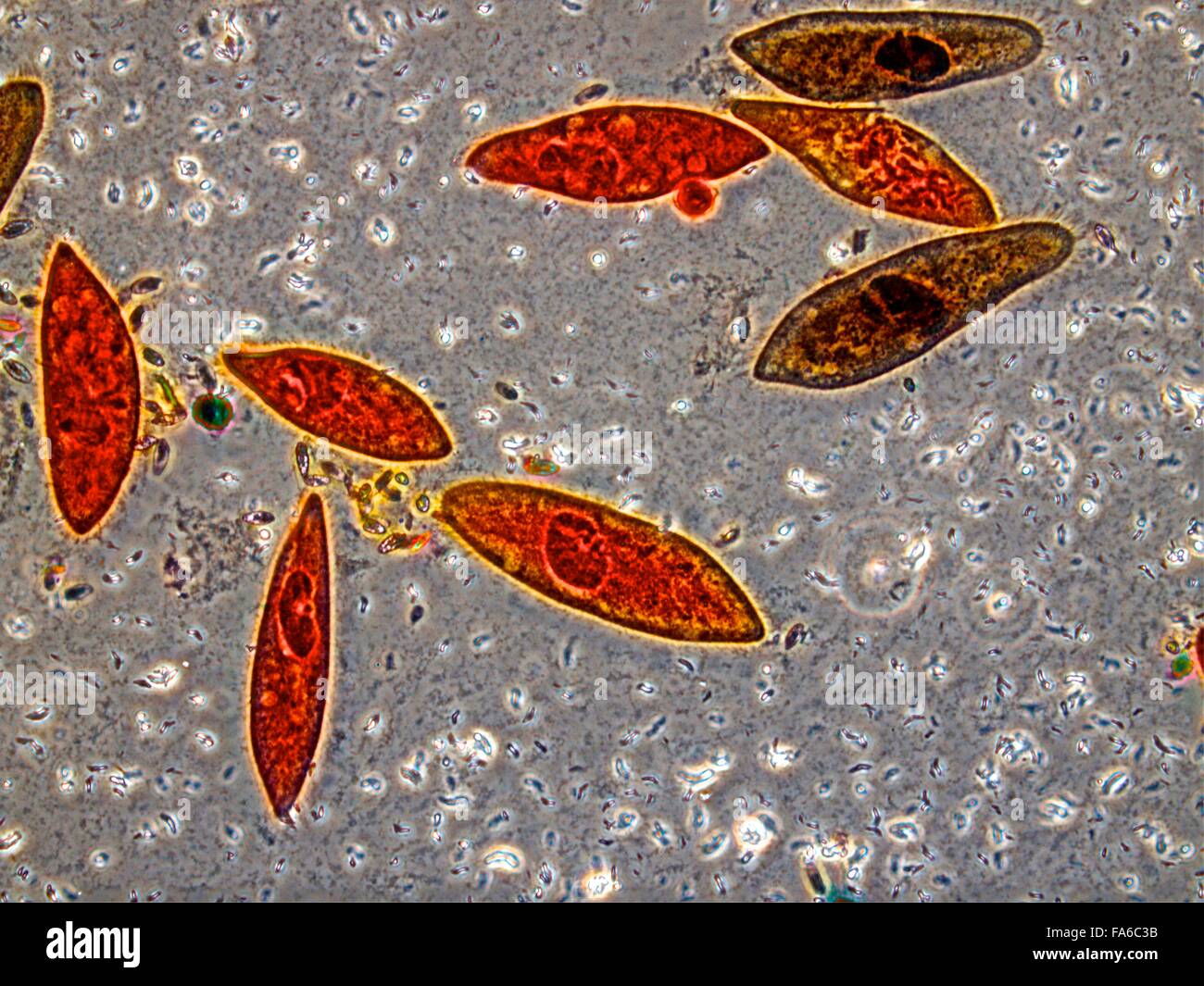 Beauty of Biology under microscopy Stock Photo - Alamy