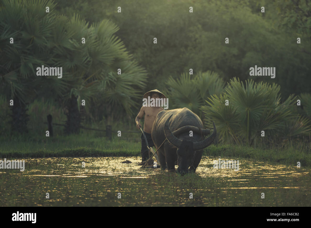 Pulling the plough hi-res stock photography and images - Alamy