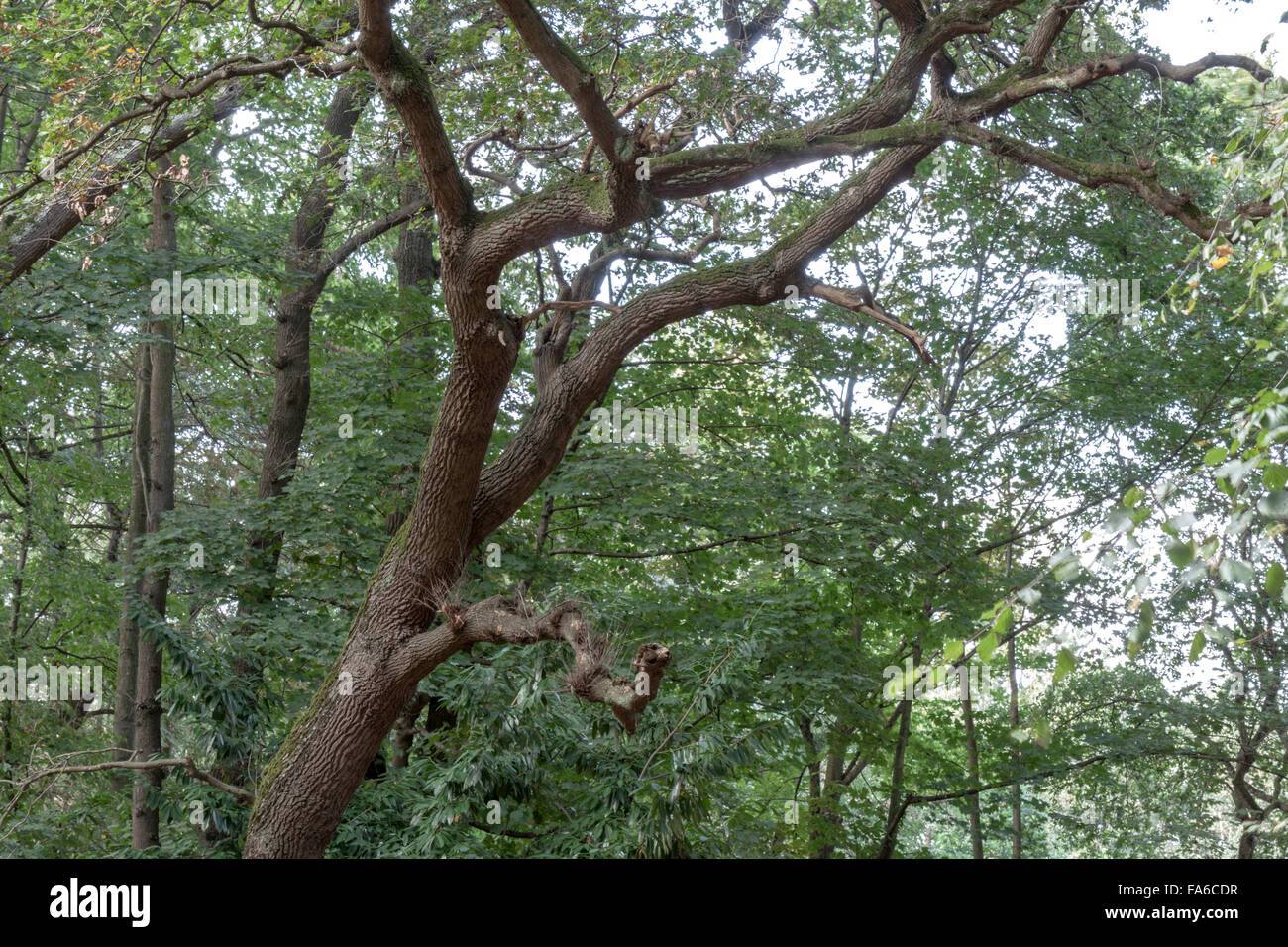 a horizontal view of a tree branch in a forest Stock Photo - Alamy