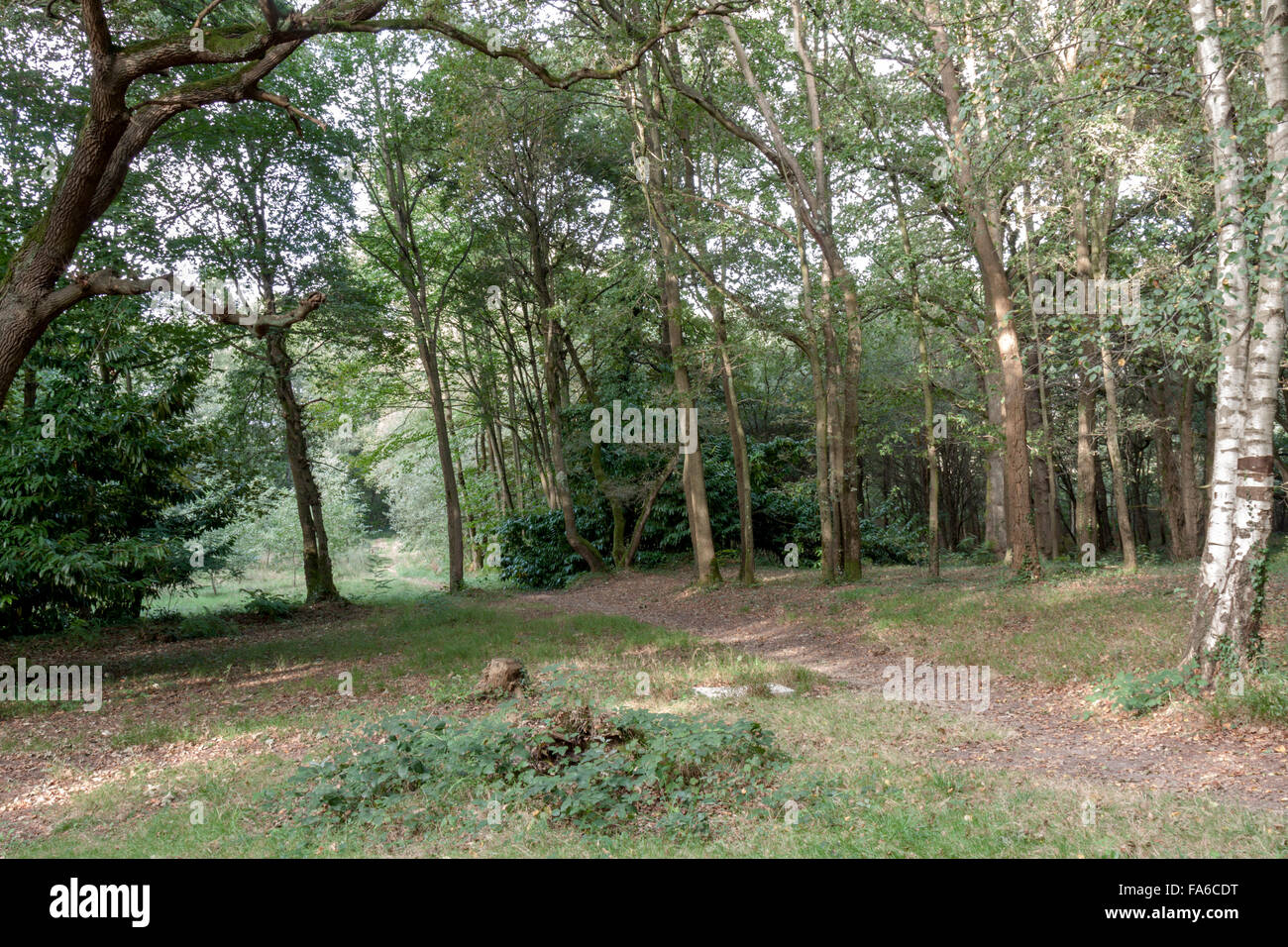 a horizontal frontal view of a forest with a path Stock Photo - Alamy