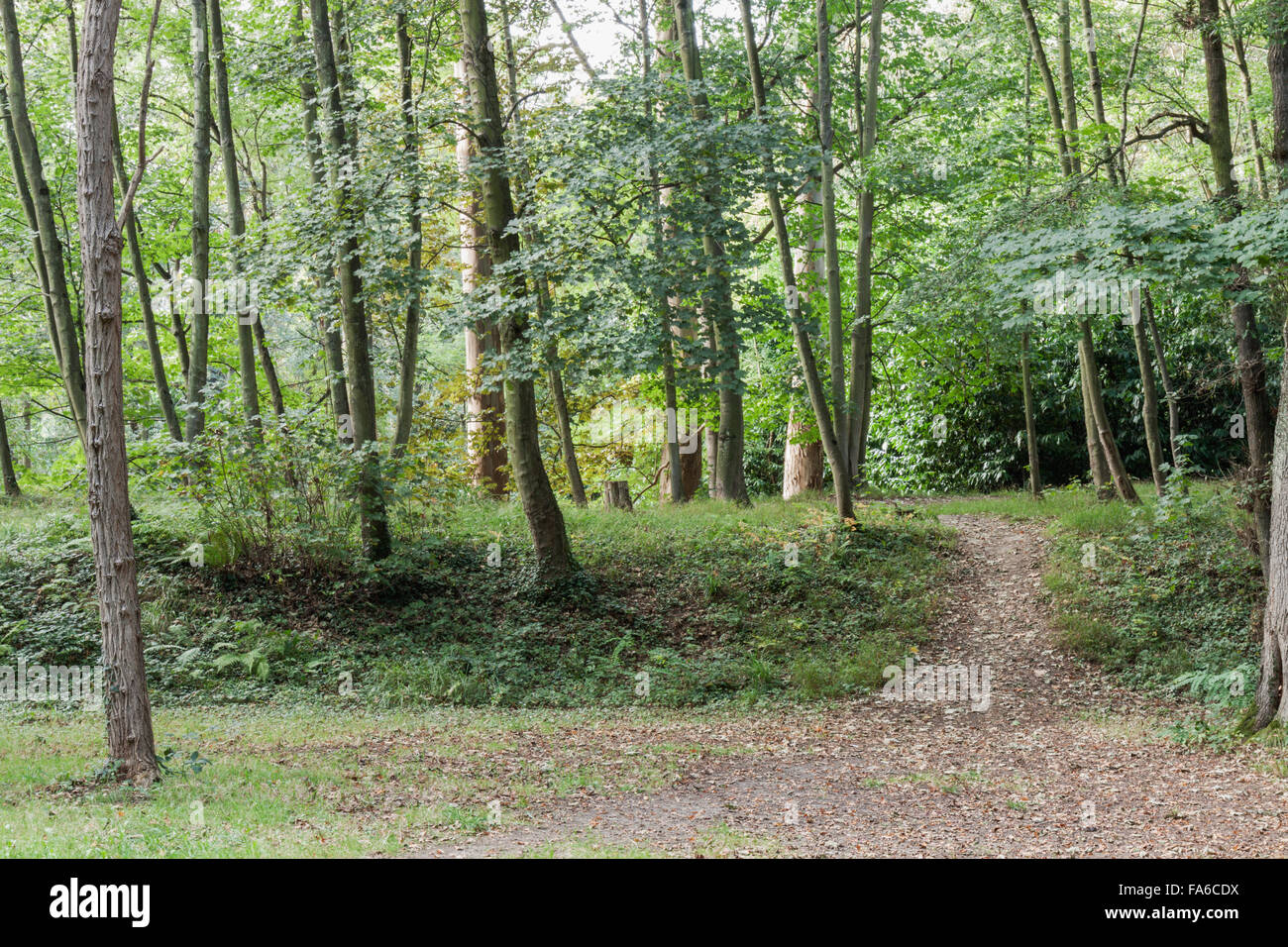a horizontal frontal view of a forest with a path on the right Stock ...