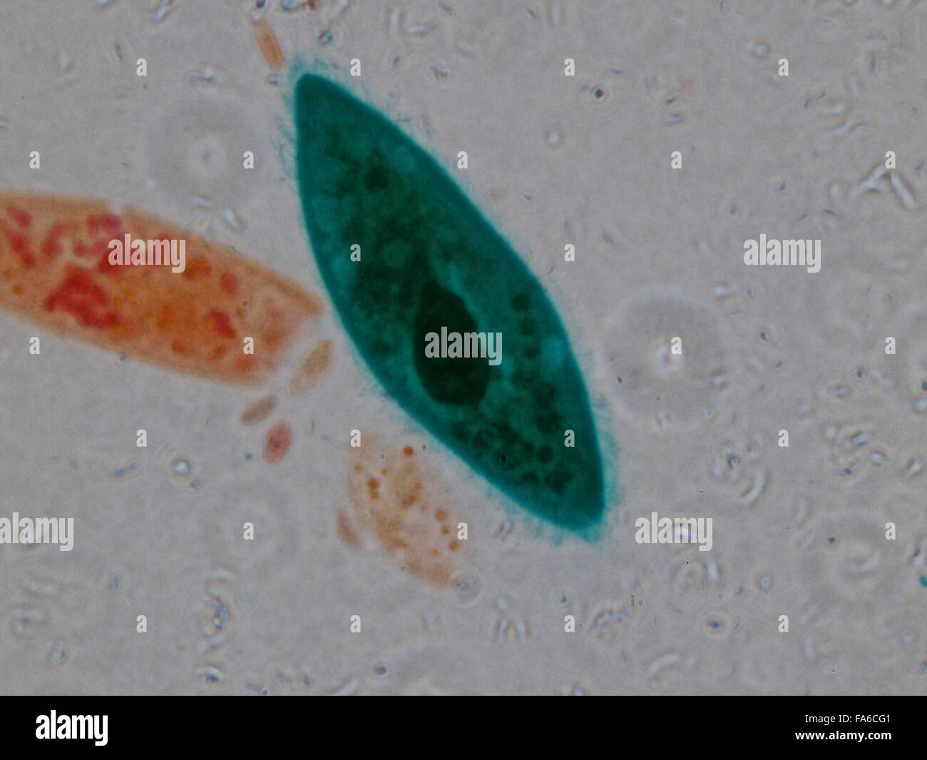 Beauty of Biology under microscopy Stock Photo - Alamy