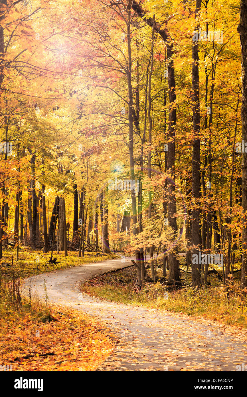 Footpath in forest at autumn Stock Photo - Alamy