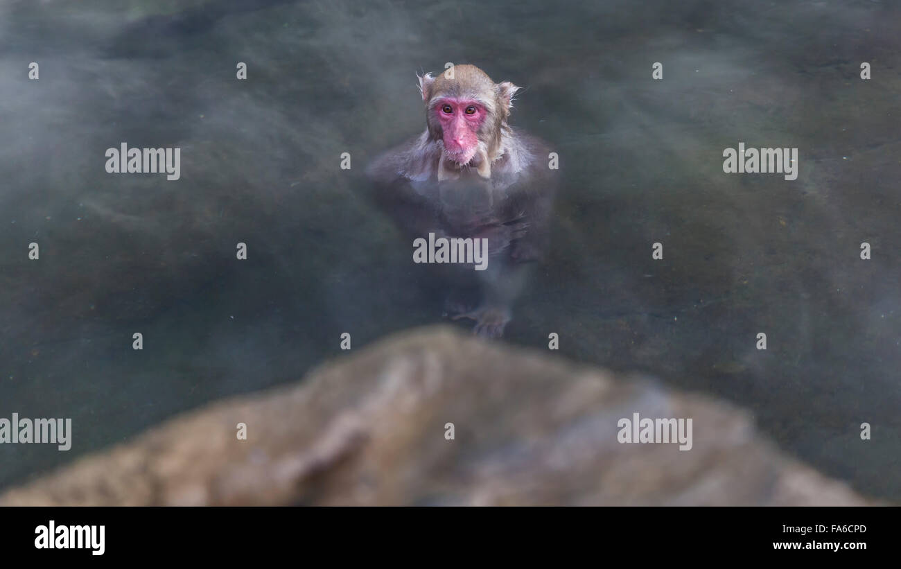 Japanese snow monkey bathing in a hot spring, Nagano, Chubu, Honshu ...