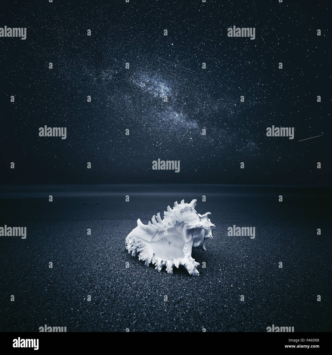 Seashell on the beach under night sky Stock Photo - Alamy