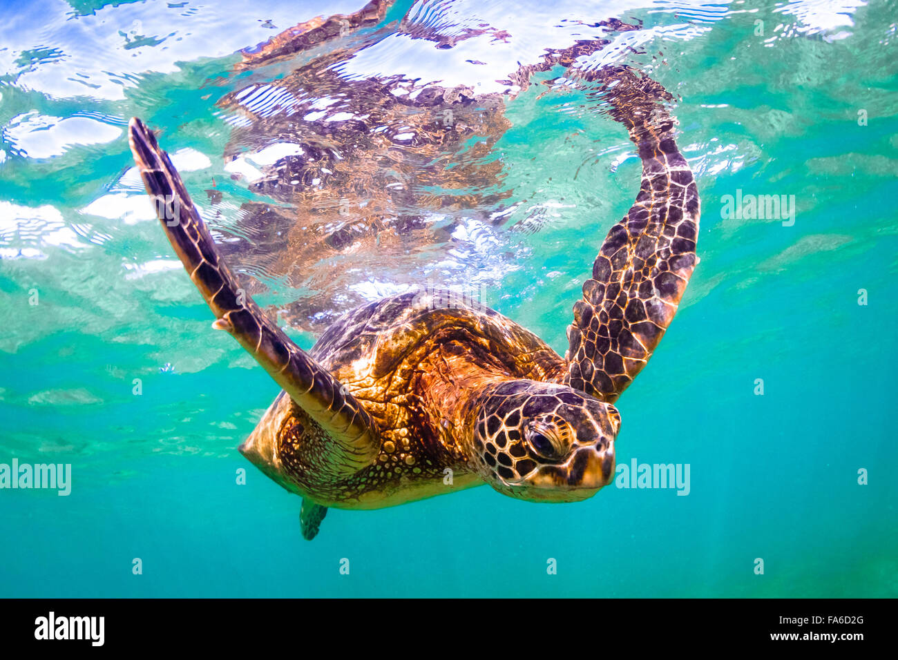 Hawaiian Green Sea Turtle Stock Photo - Alamy
