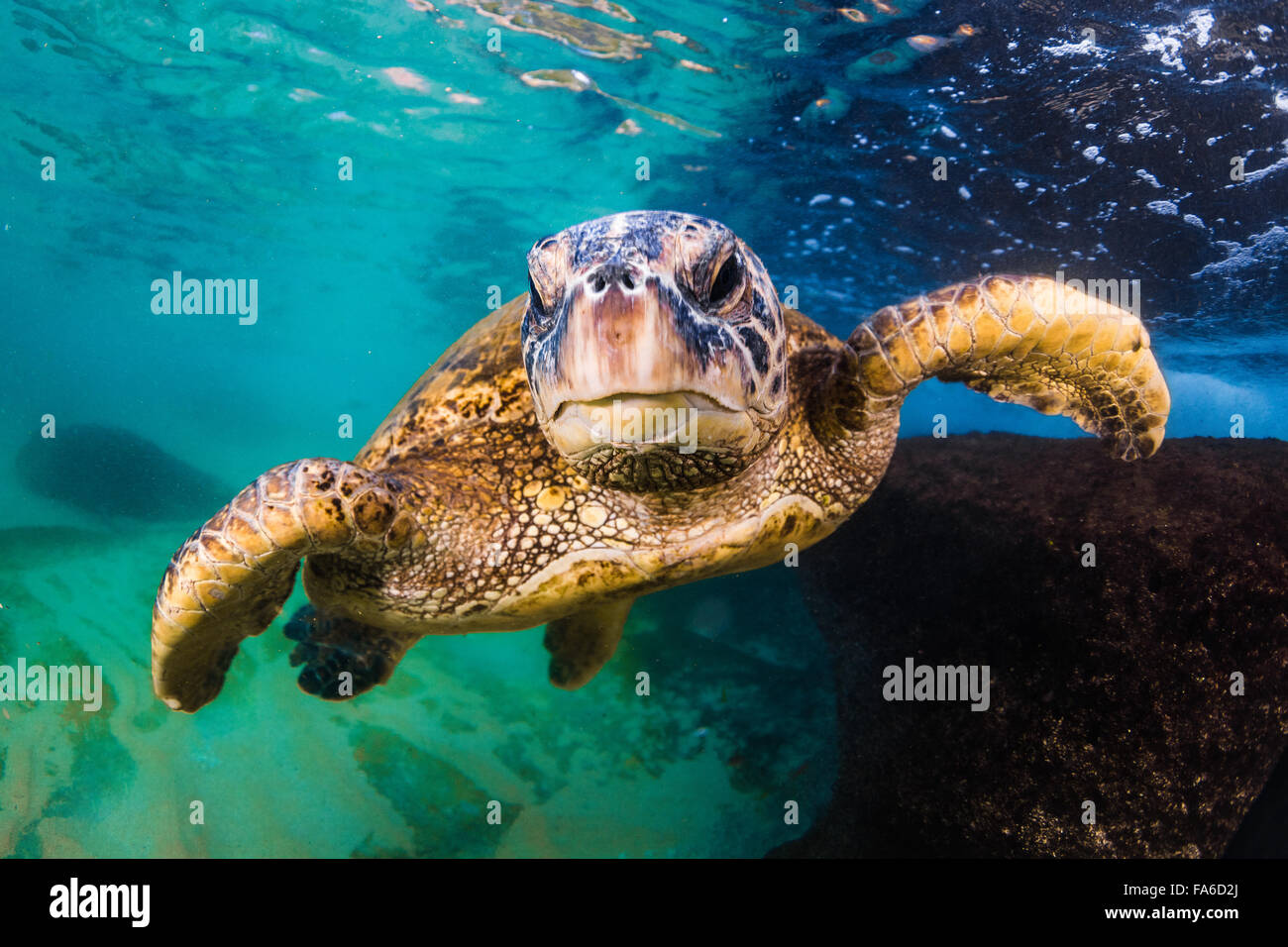 Hawaiian Green Sea Turtle Stock Photo - Alamy
