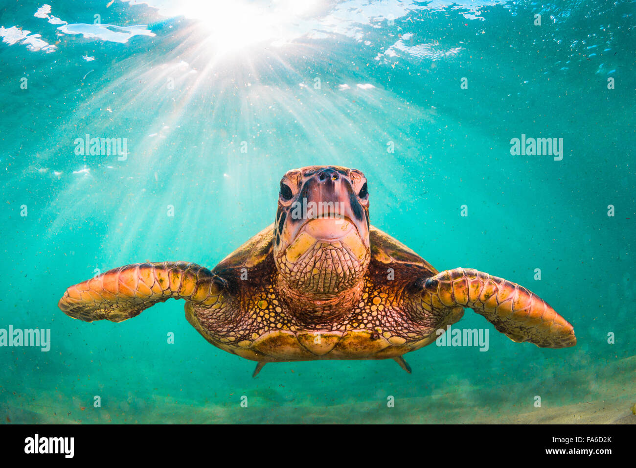 Hawaiian Green Sea Turtle Stock Photo - Alamy