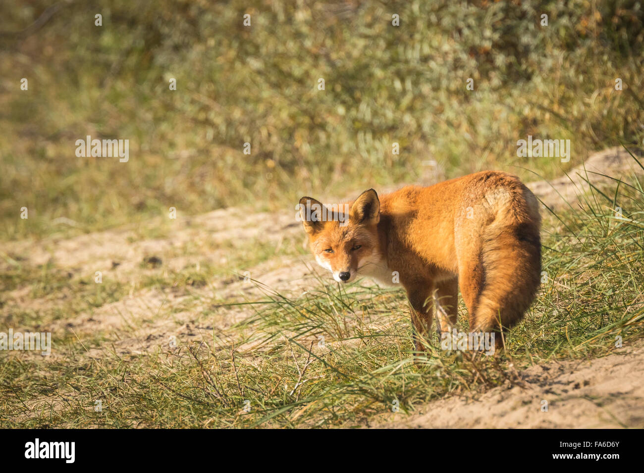 Wild young red fox (vulpes vulpes) vixen scavenging in a forest Stock Photo - Alamy