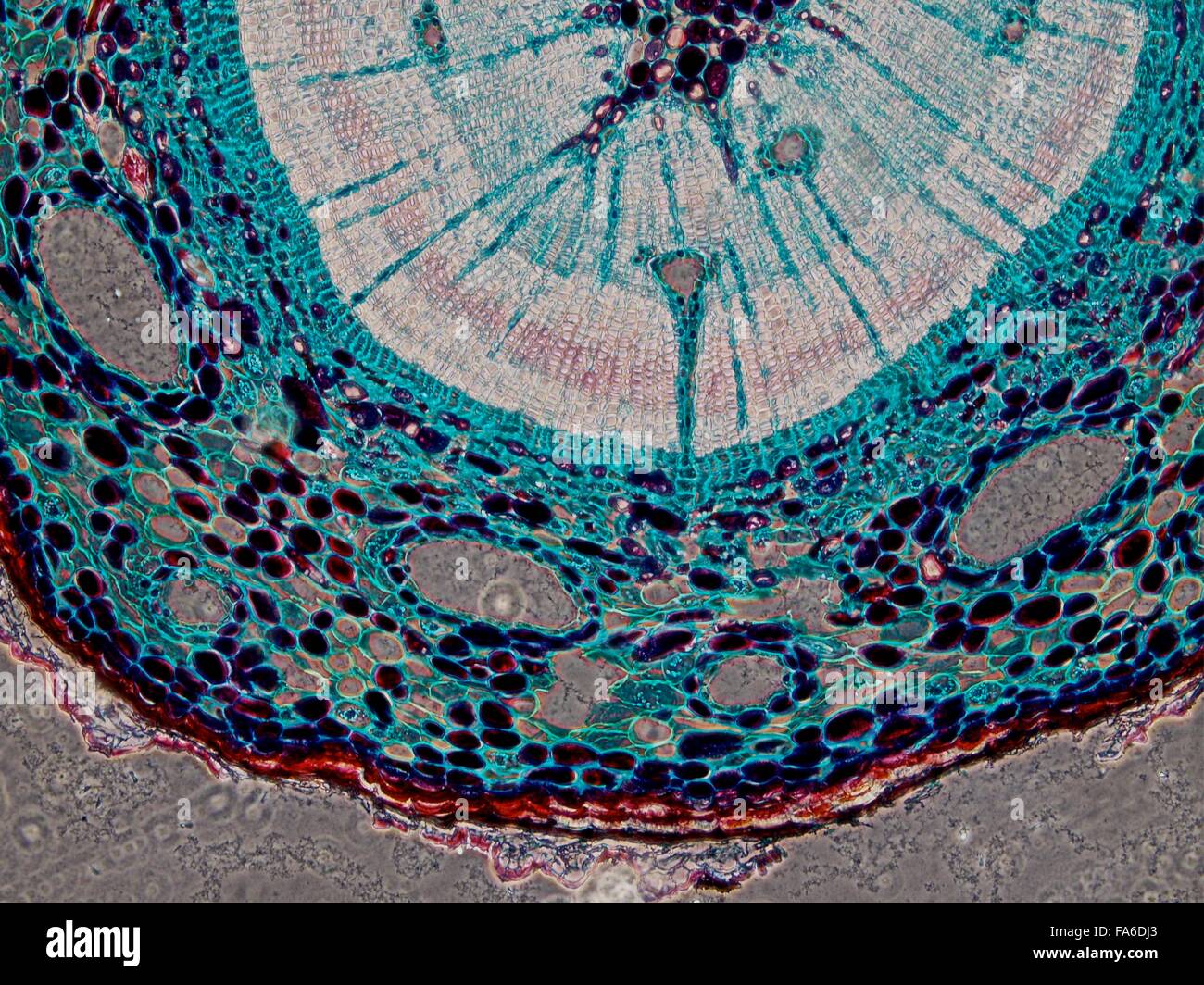 Beauty biology under microscopy hi-res stock photography and images - Alamy