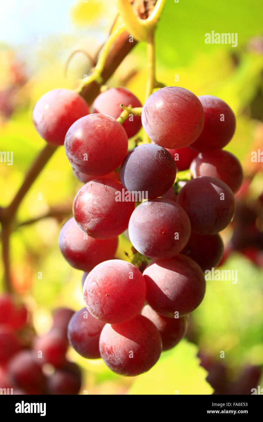 Big berries hi-res stock photography and images - Alamy