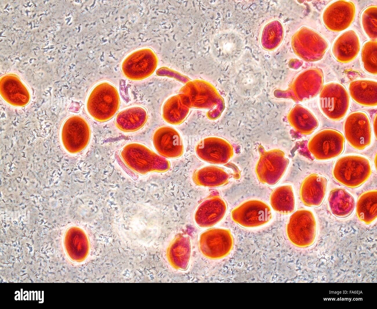 Beauty of Biology under microscopy Stock Photo - Alamy
