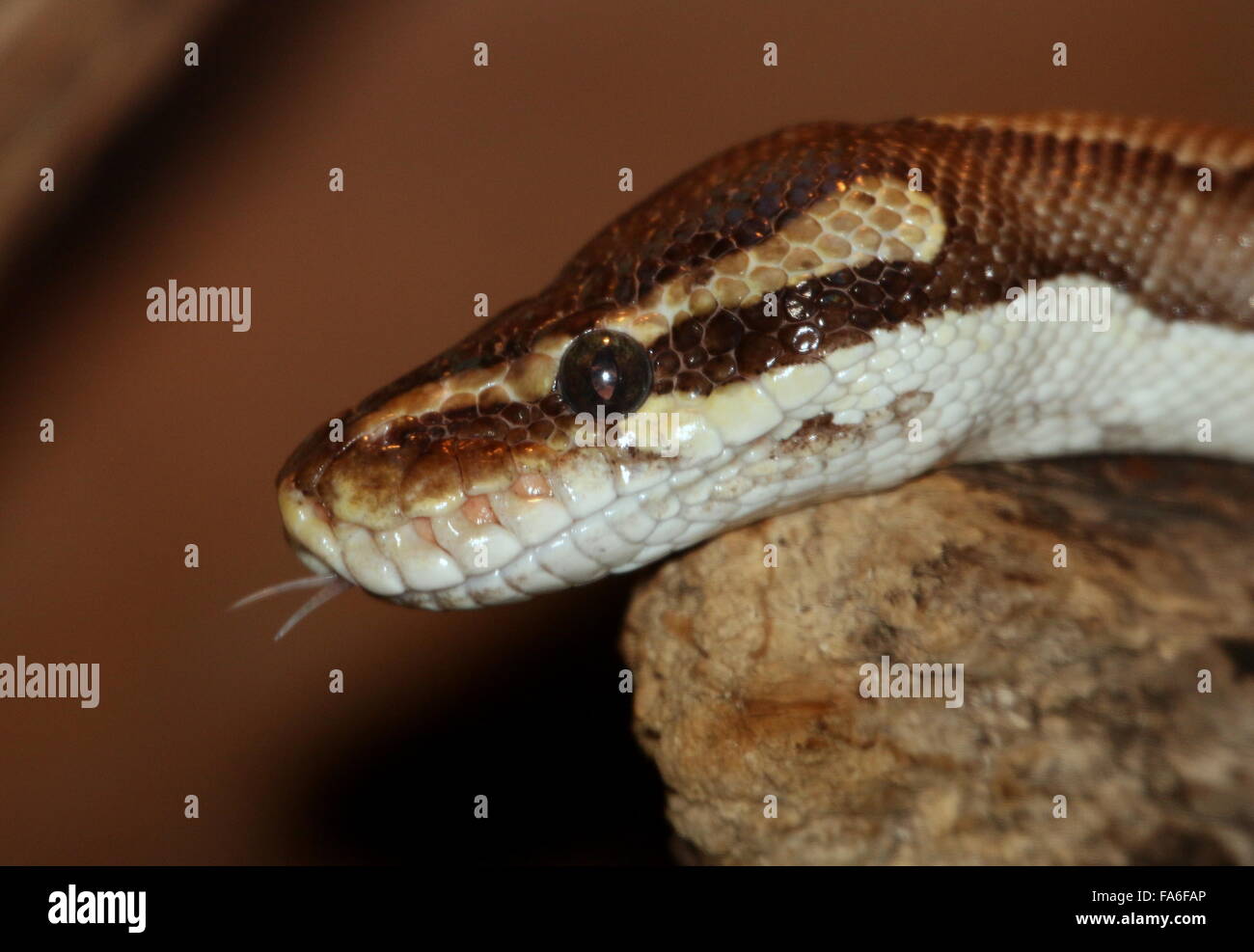 Split tongue hi-res stock photography and images - Alamy