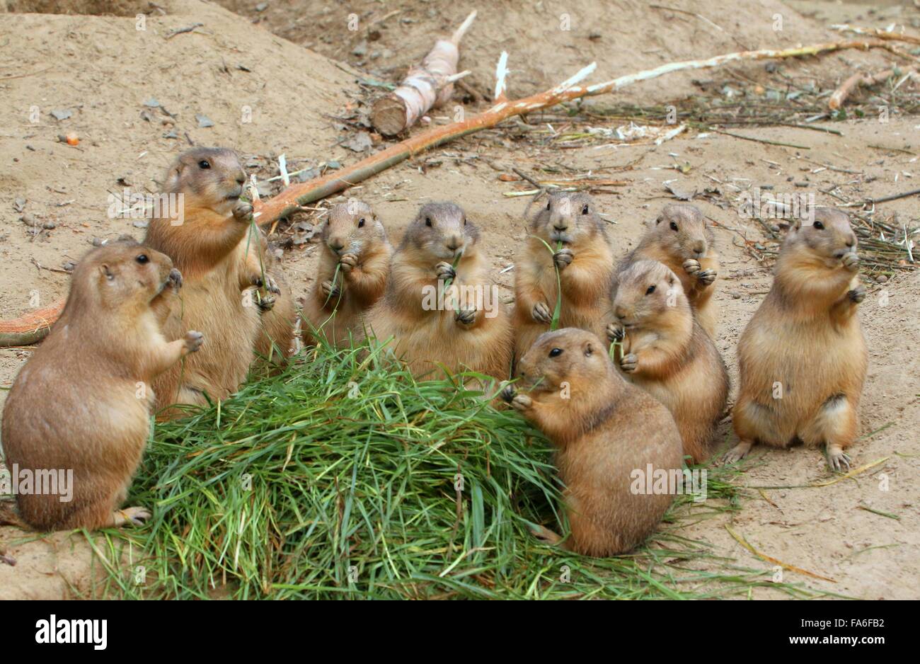 Large group of North American Black tailed Prairie Dogs (Cynomys ...