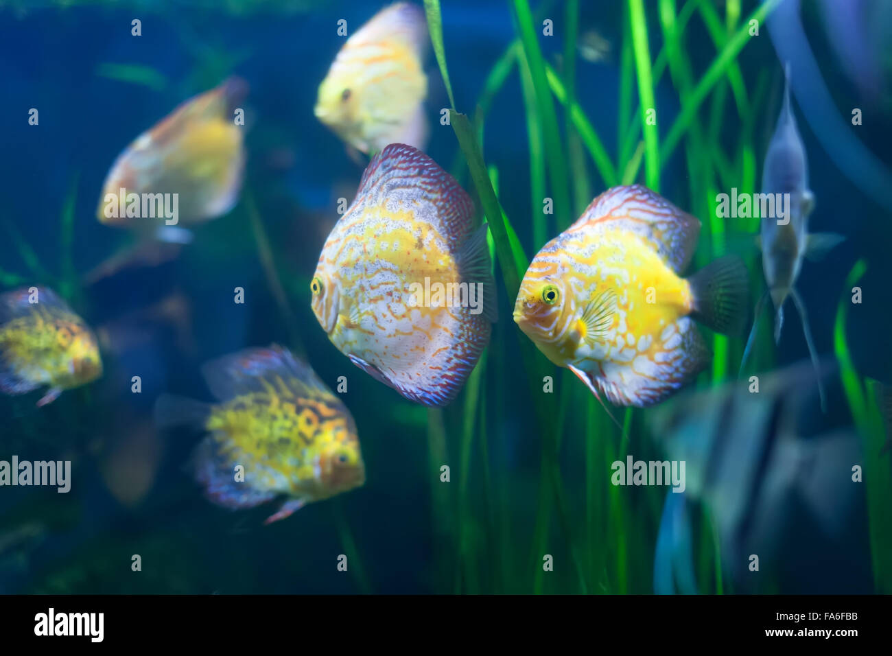 Brown discus hi-res stock photography and images - Alamy