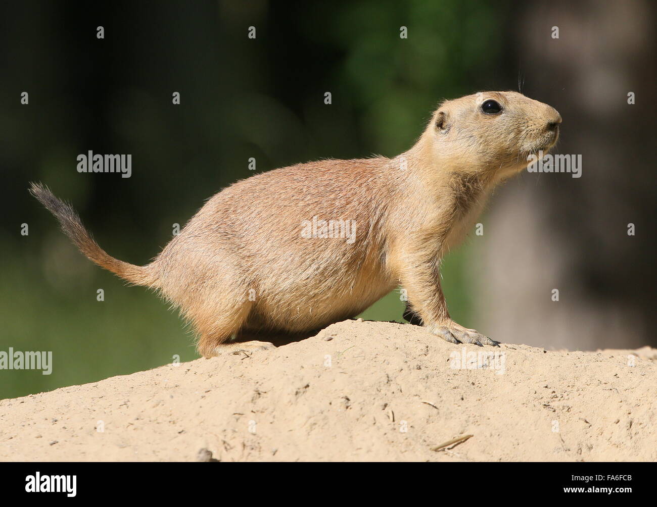 Do Prairie Dogs Have Tails