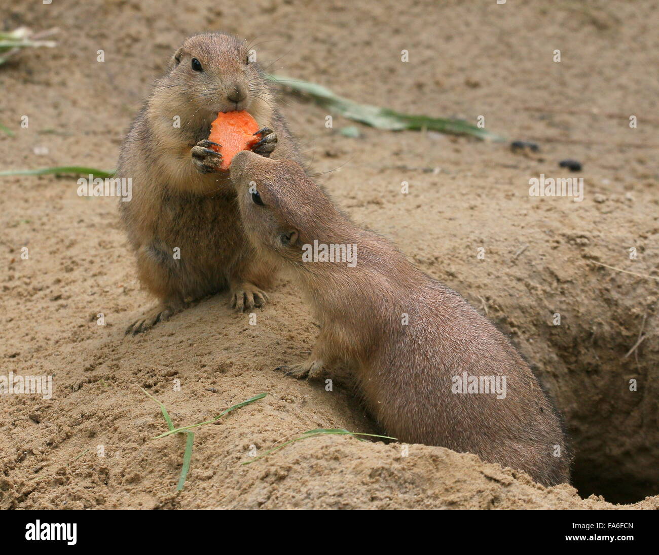 Prairiedogging hi-res stock photography and images - Alamy