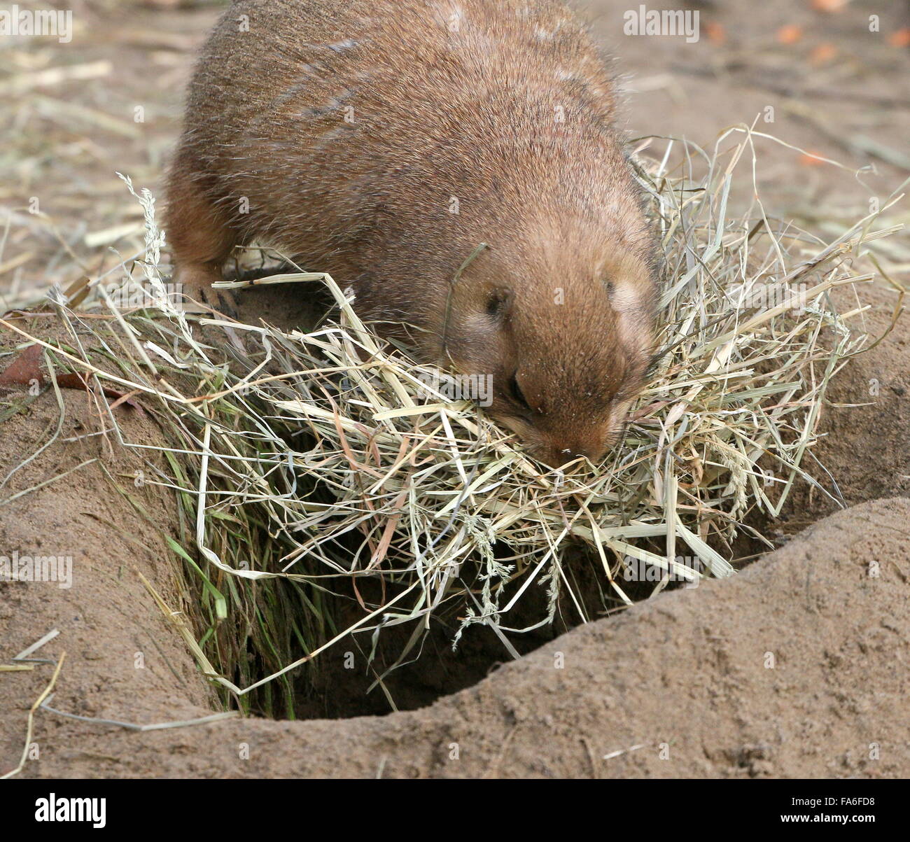 North american prairie dogs hi-res stock photography and images - Alamy