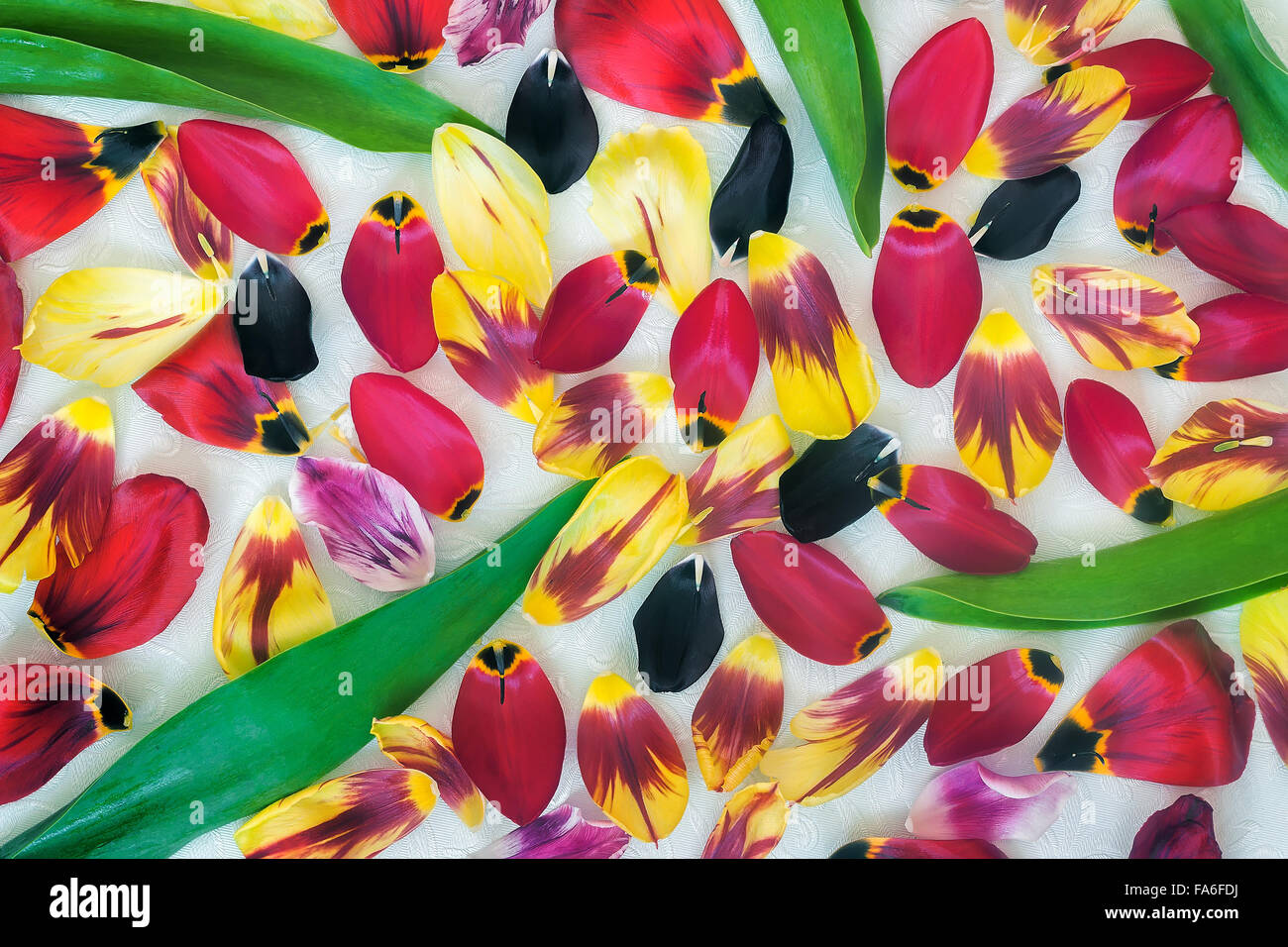 On a light background has many different petals of different colors ...