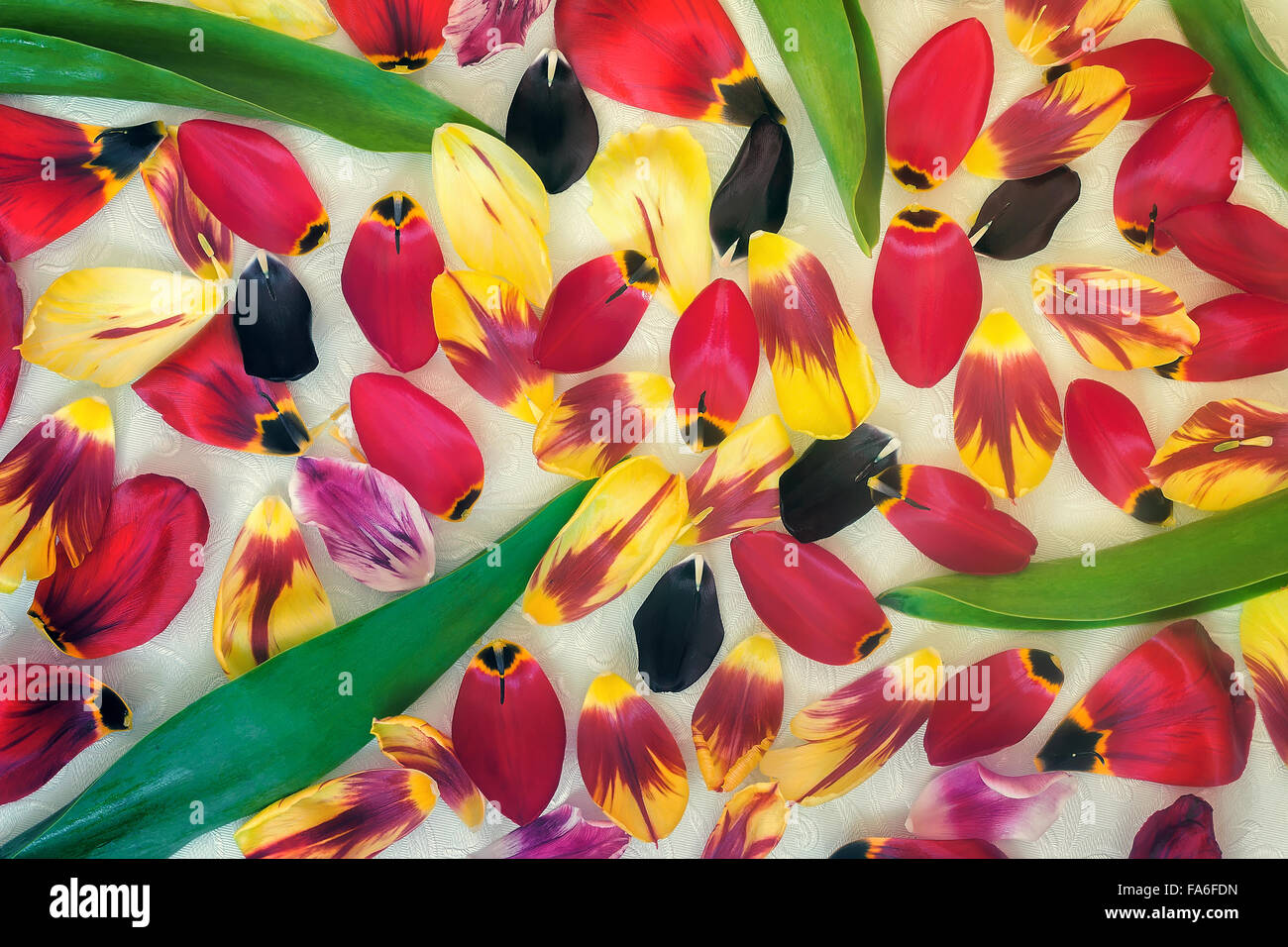 On a light background has many different petals of different colors ...