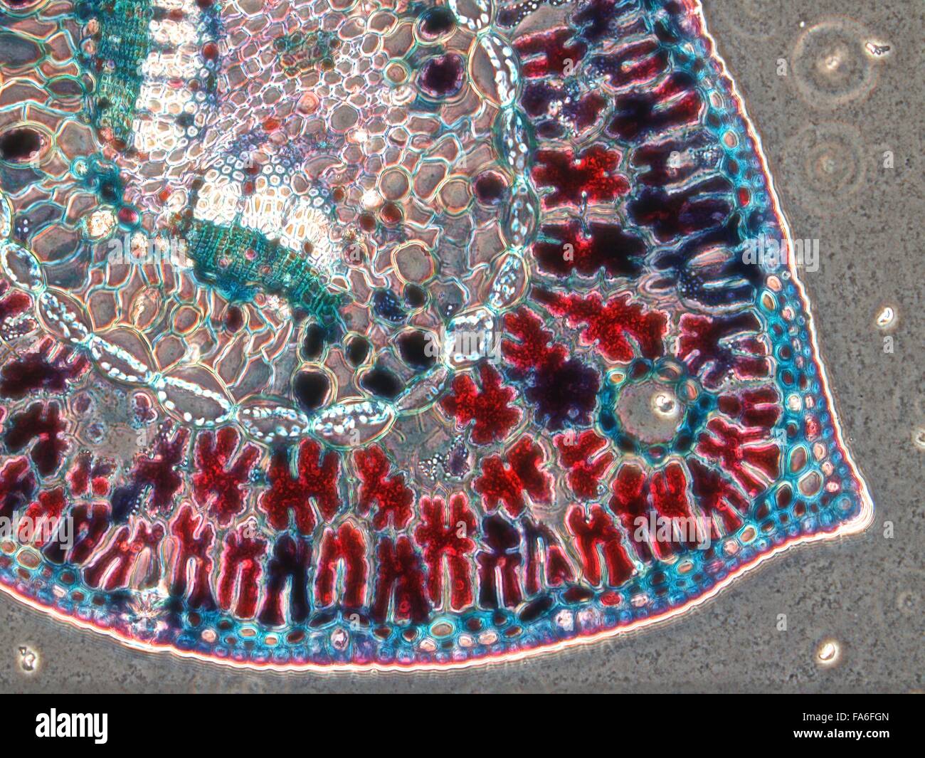 Beauty of Biology under microscopy Stock Photo - Alamy