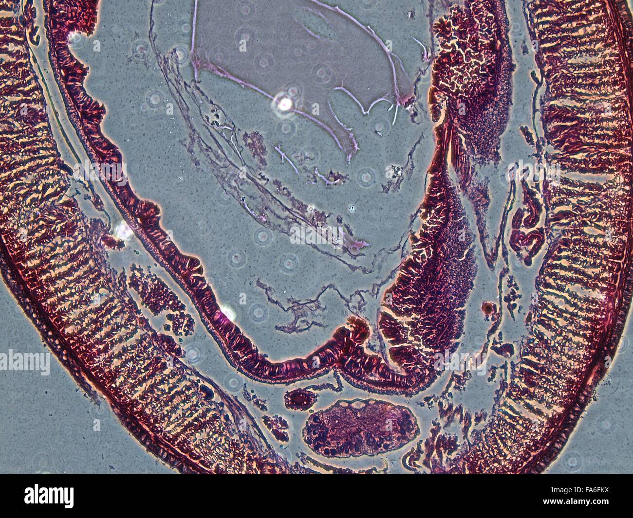 Beauty of Biology under microscopy Stock Photo - Alamy