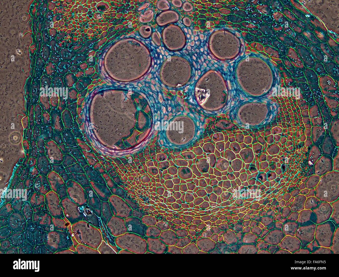 Beauty of Biology under microscopy Stock Photo - Alamy
