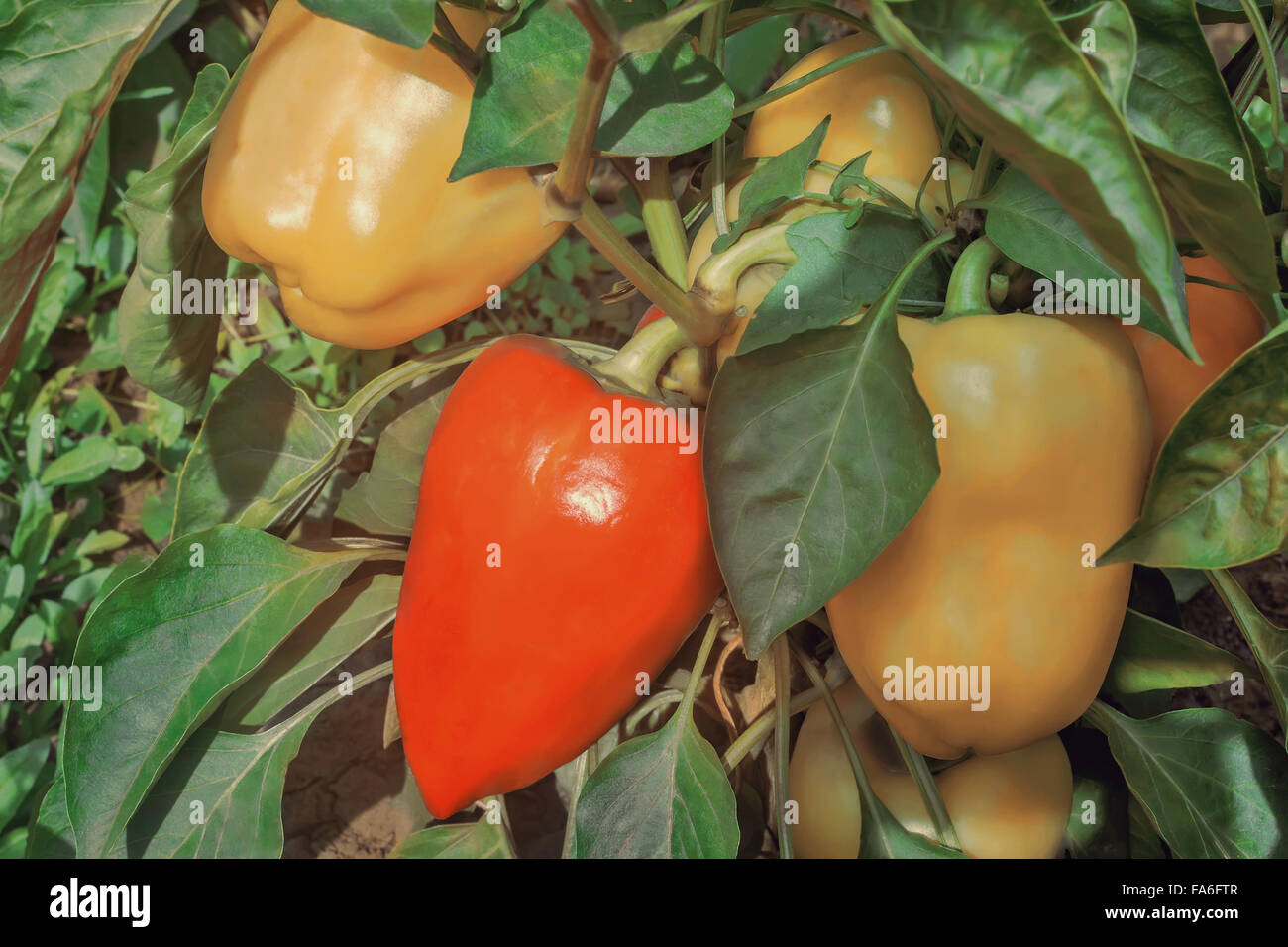 Large peppers red and yellow ripen in the garden among green leaves ...