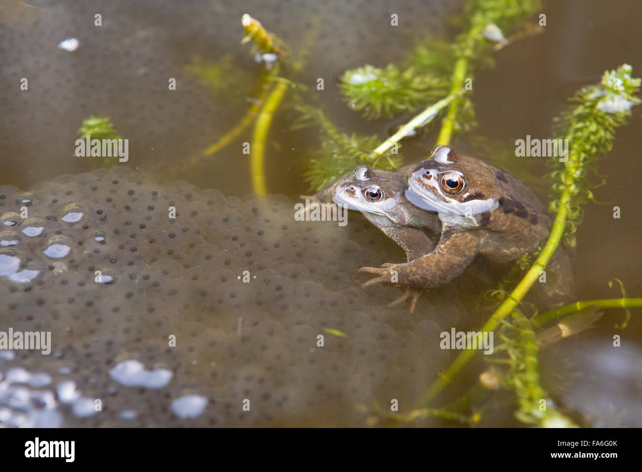 Frogs life cycle hi-res stock photography and images - Alamy