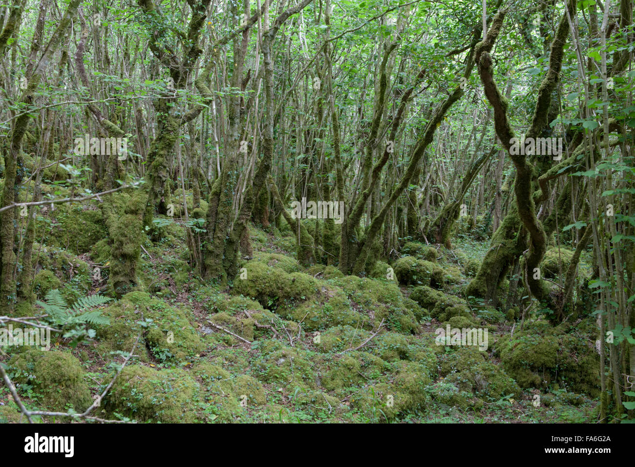 Typical hazel woodland in the Burren National Park in Ireland Stock ...