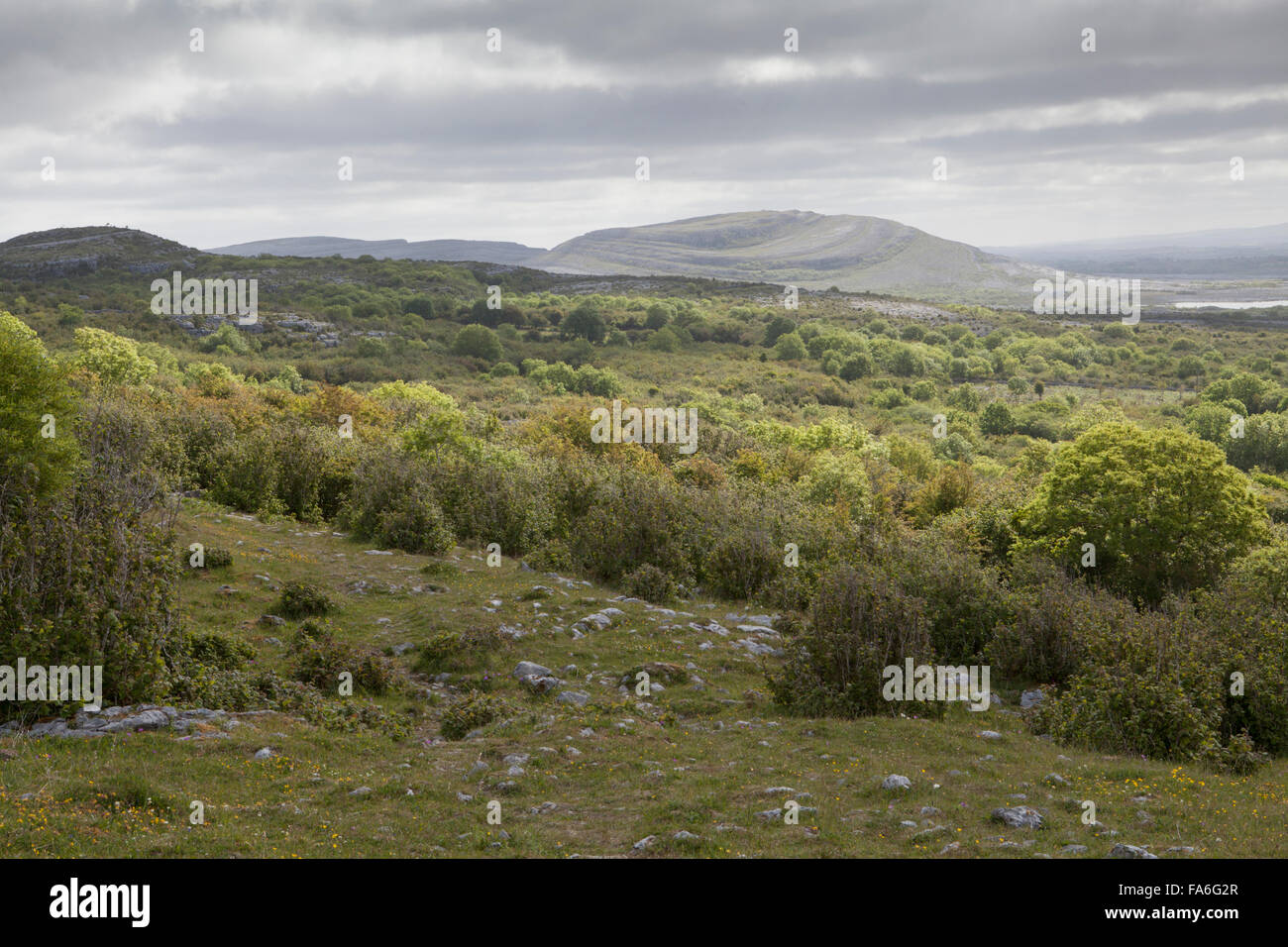 Hazel scrubland and limestone pavement in the Burren National Park in ...