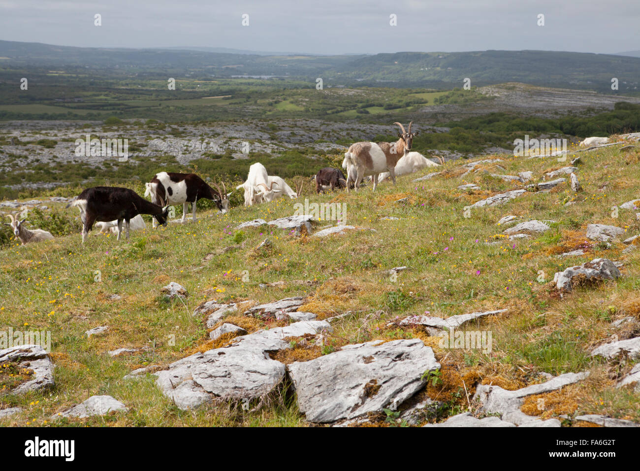 A herd of goats graze the hillside in the Burren, County Clare, Ireland ...