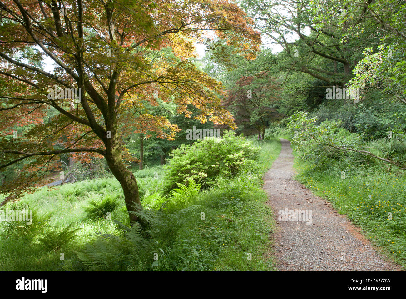 The Tree Walk at Monk Coniston Hall (Hotel Stock Photo - Alamy