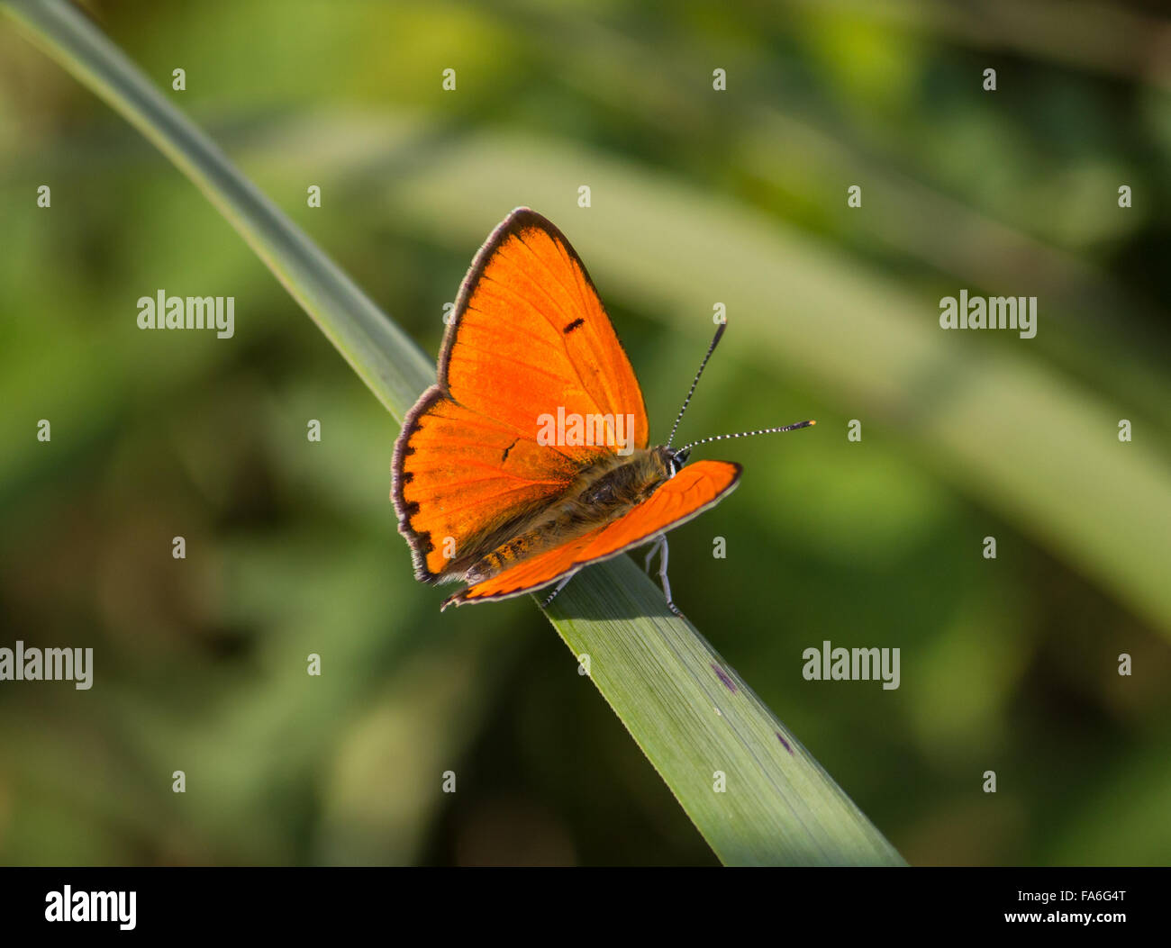 Large copper butterfly hi-res stock photography and images - Alamy