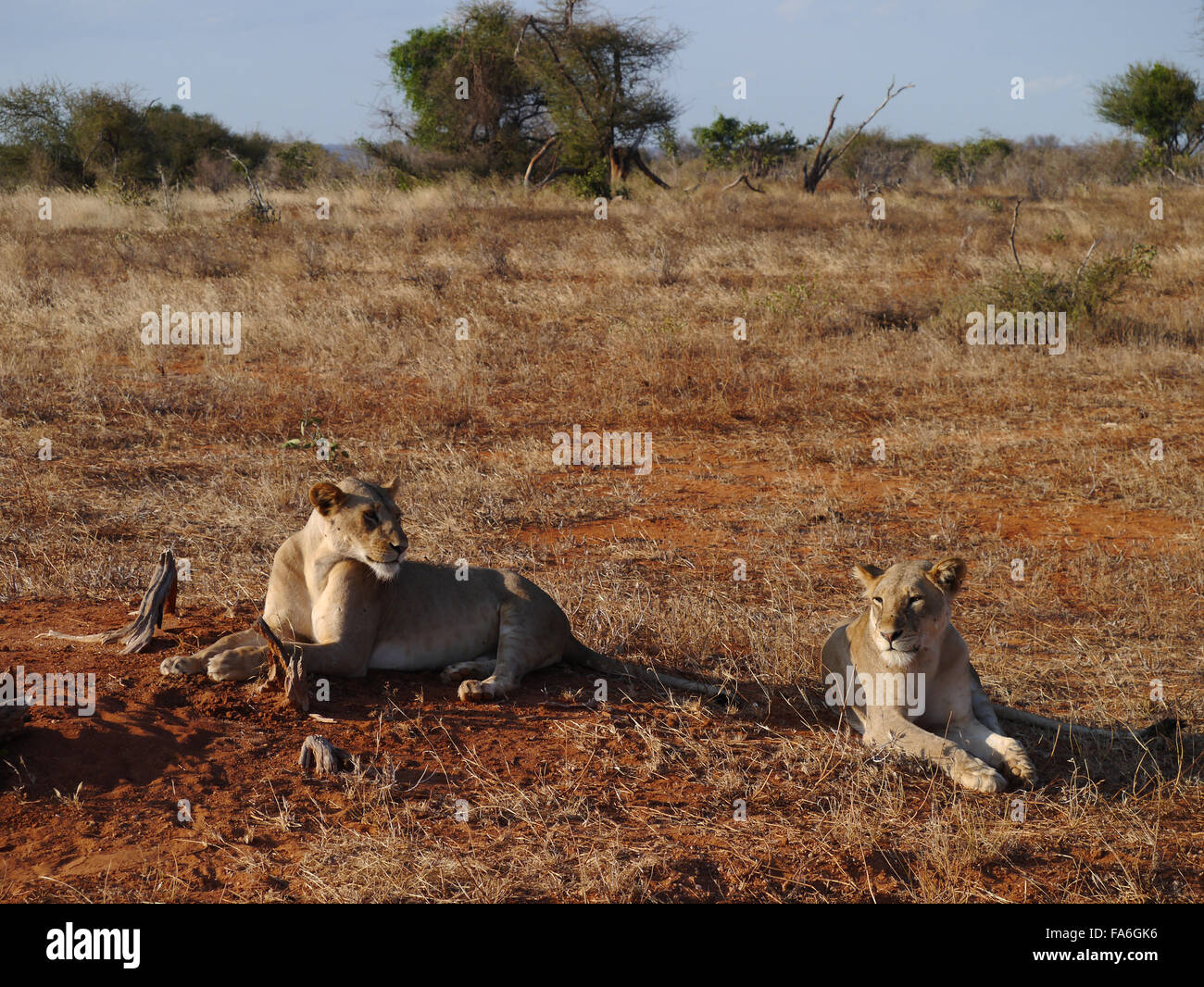 Group of Lioness' Stock Photo - Alamy