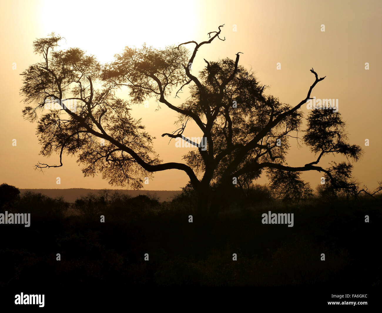 Tree in front of Landscape Stock Photo - Alamy