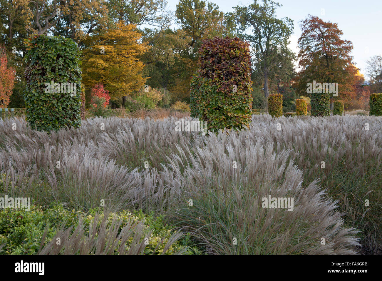 The Glasshouse border at RHS Wisley full of grasses and clipped trees ...