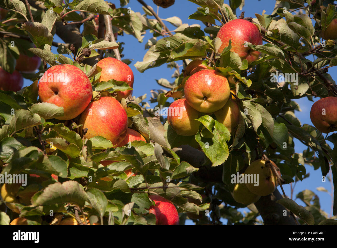 Cornish aromatic apple tree hi-res stock photography and images - Alamy