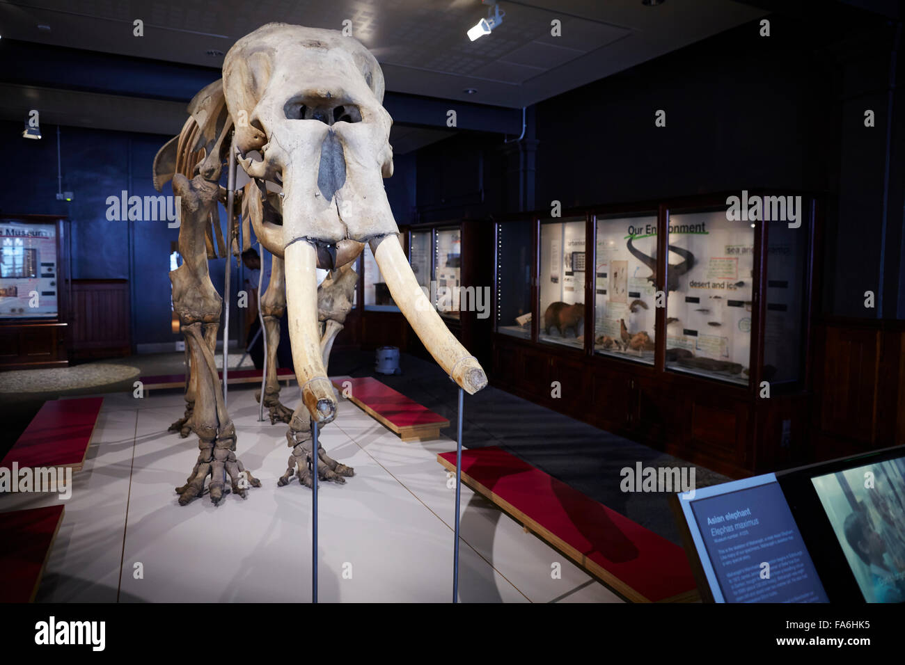 Manchester University Museum Mammoth Skeleton Manchester Museum is a ...