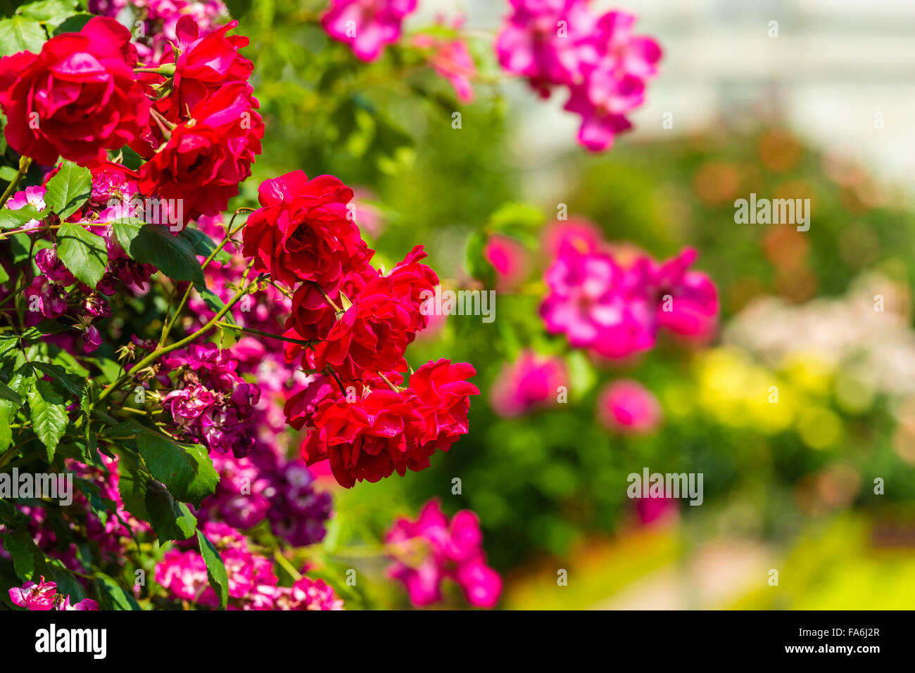 Bush of beautiful roses in a garden. Horizontal shot with a selective ...