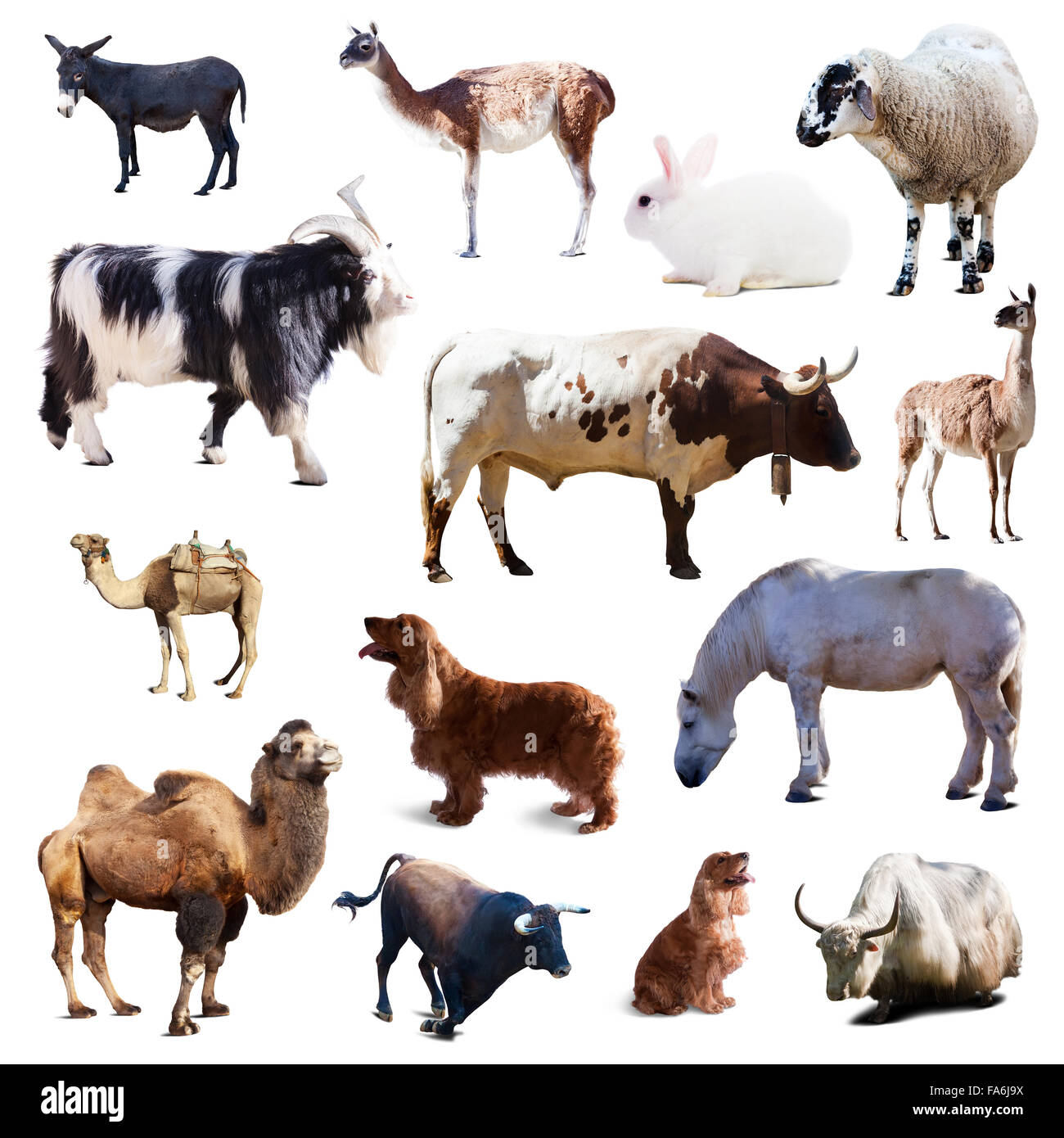 Set of farm animals. Isolated on white background with shade Stock ...