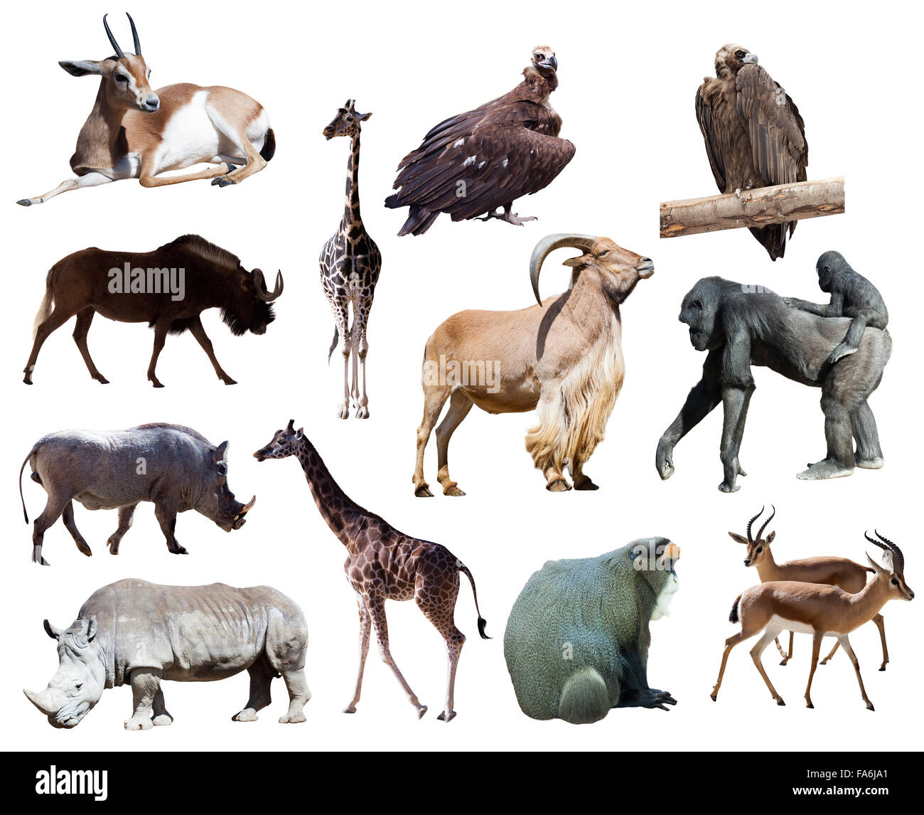 White rhinoceros warthog Cut Out Stock Images & Pictures - Alamy