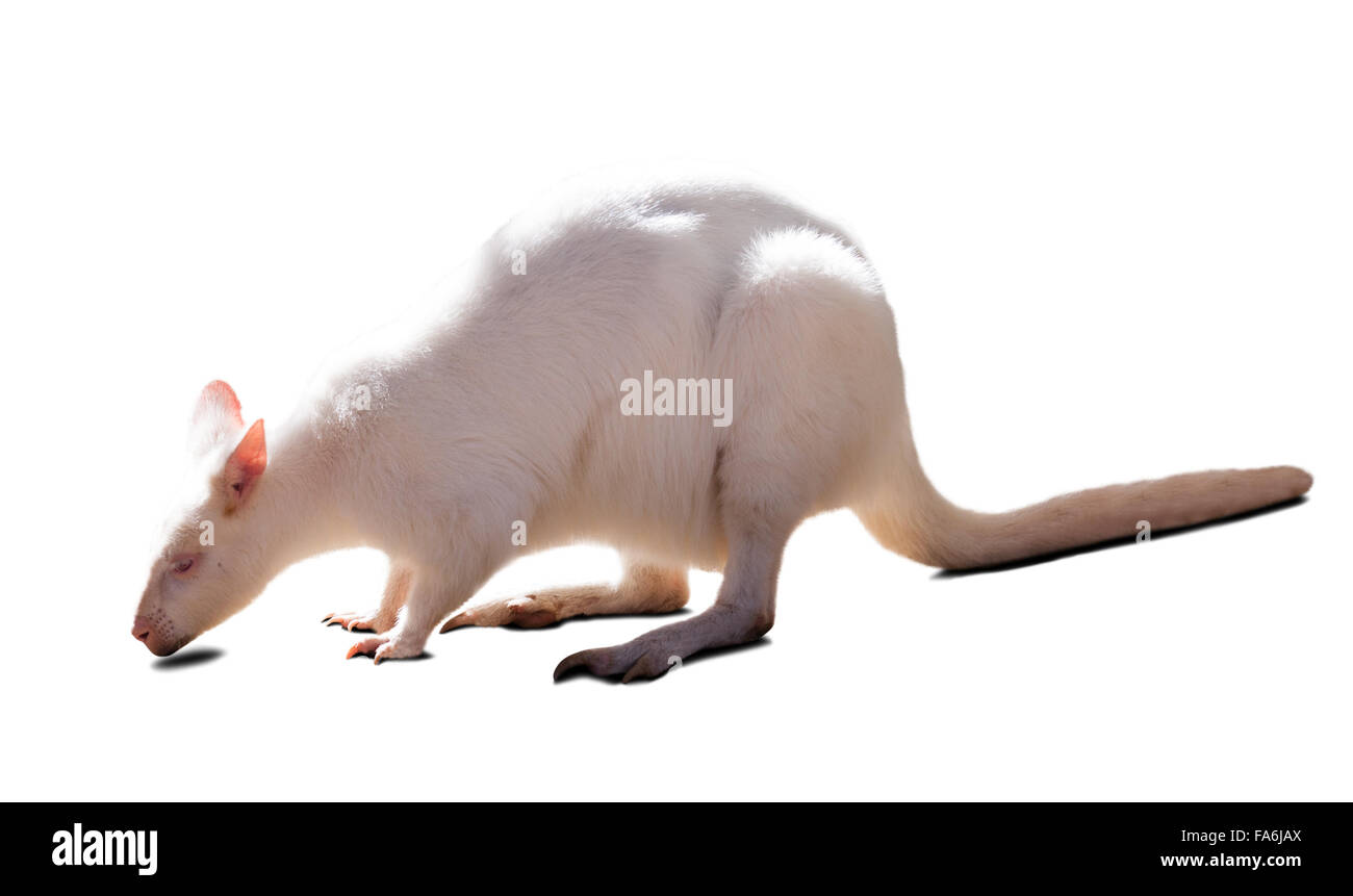 White wallaby. Isolated over white background wuth shade Stock Photo ...