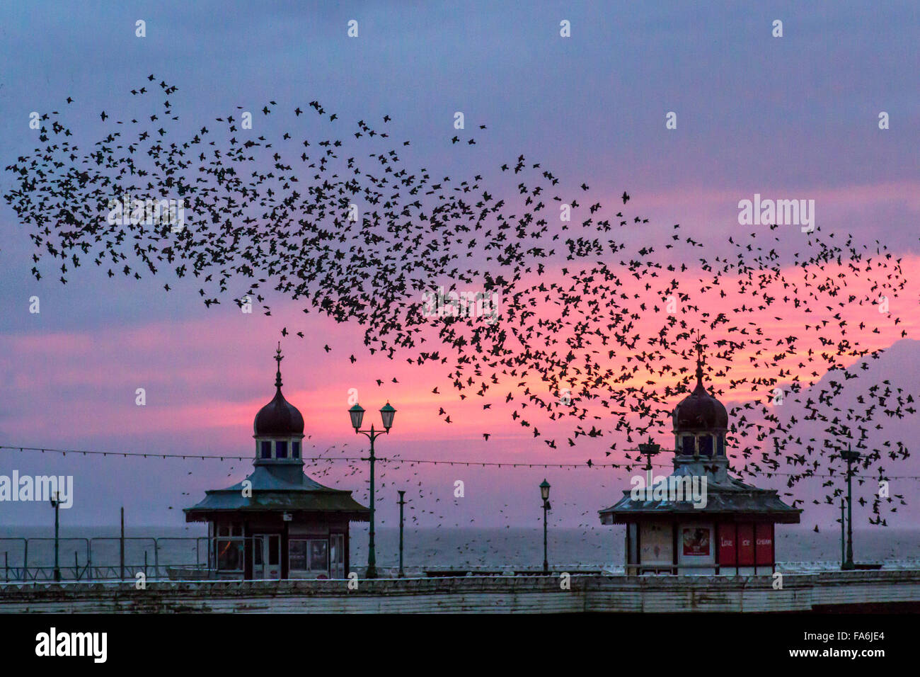 Enormous flock of starlings hi-res stock photography and images - Alamy